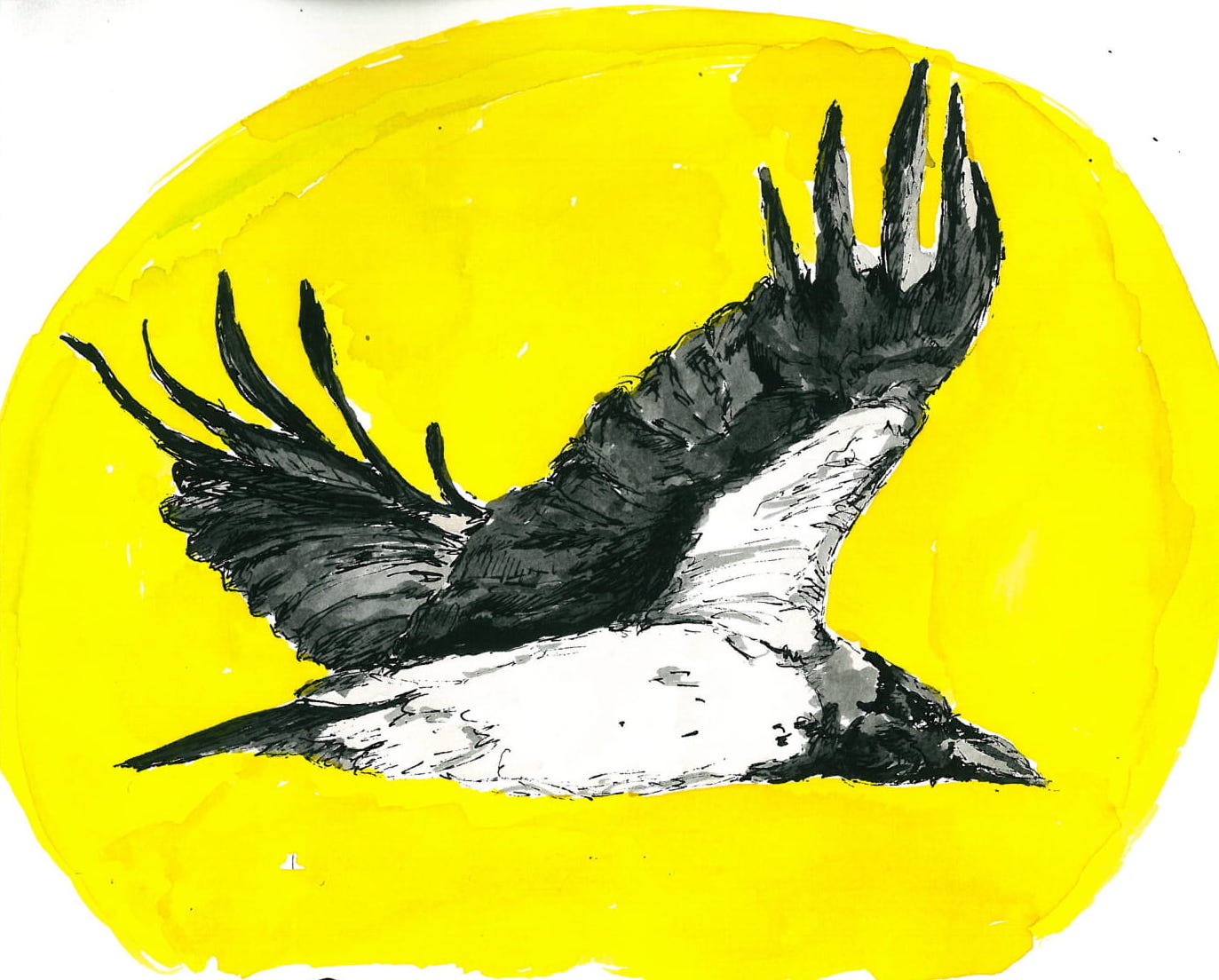 A Basic Field Guide to the Hooded Crow • Die Bärliner